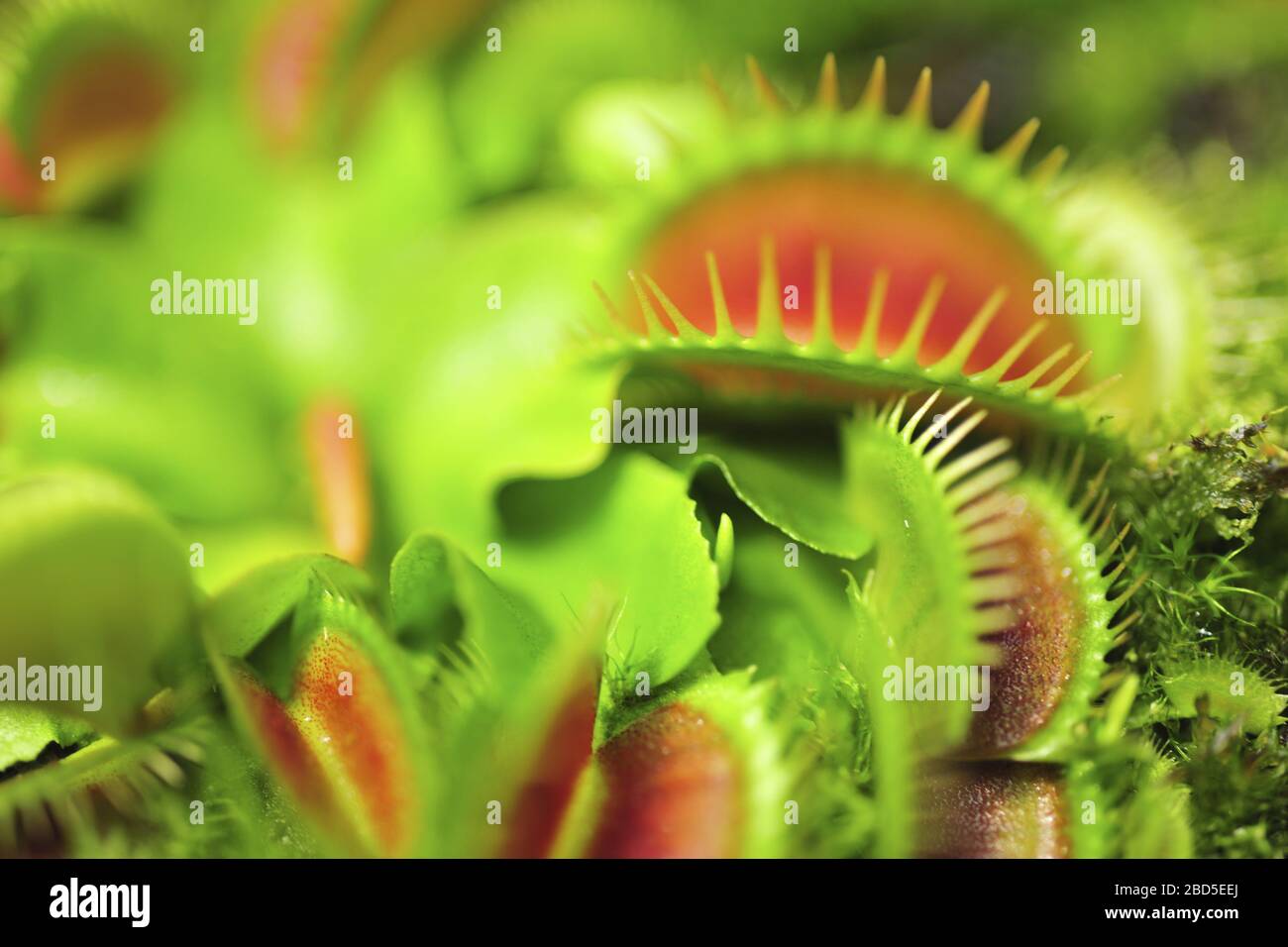 Venus flytrap images hi-res stock photography and images - Alamy