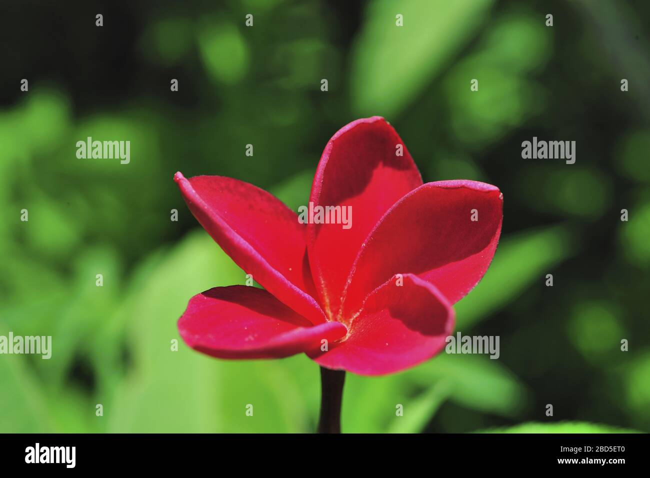 Flower plumeria rubra close hi-res stock photography and images - Alamy