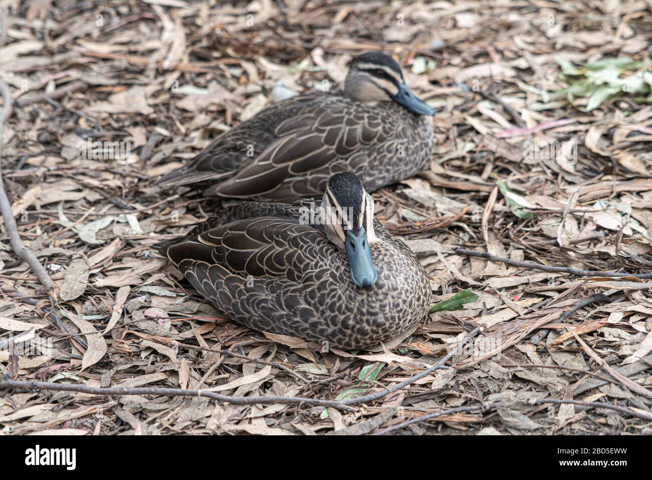Australian duck species hi-res stock photography and images - Alamy