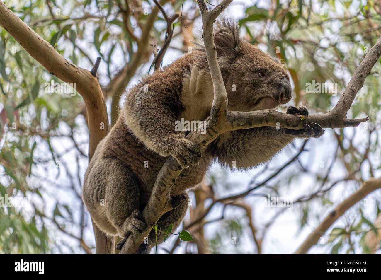 Close up of Koala moving in trees along the great ocean road Victoria ...