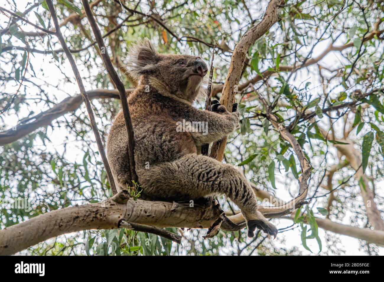 Australian Gum Tree Leaves High Resolution Stock Photography and Images ...