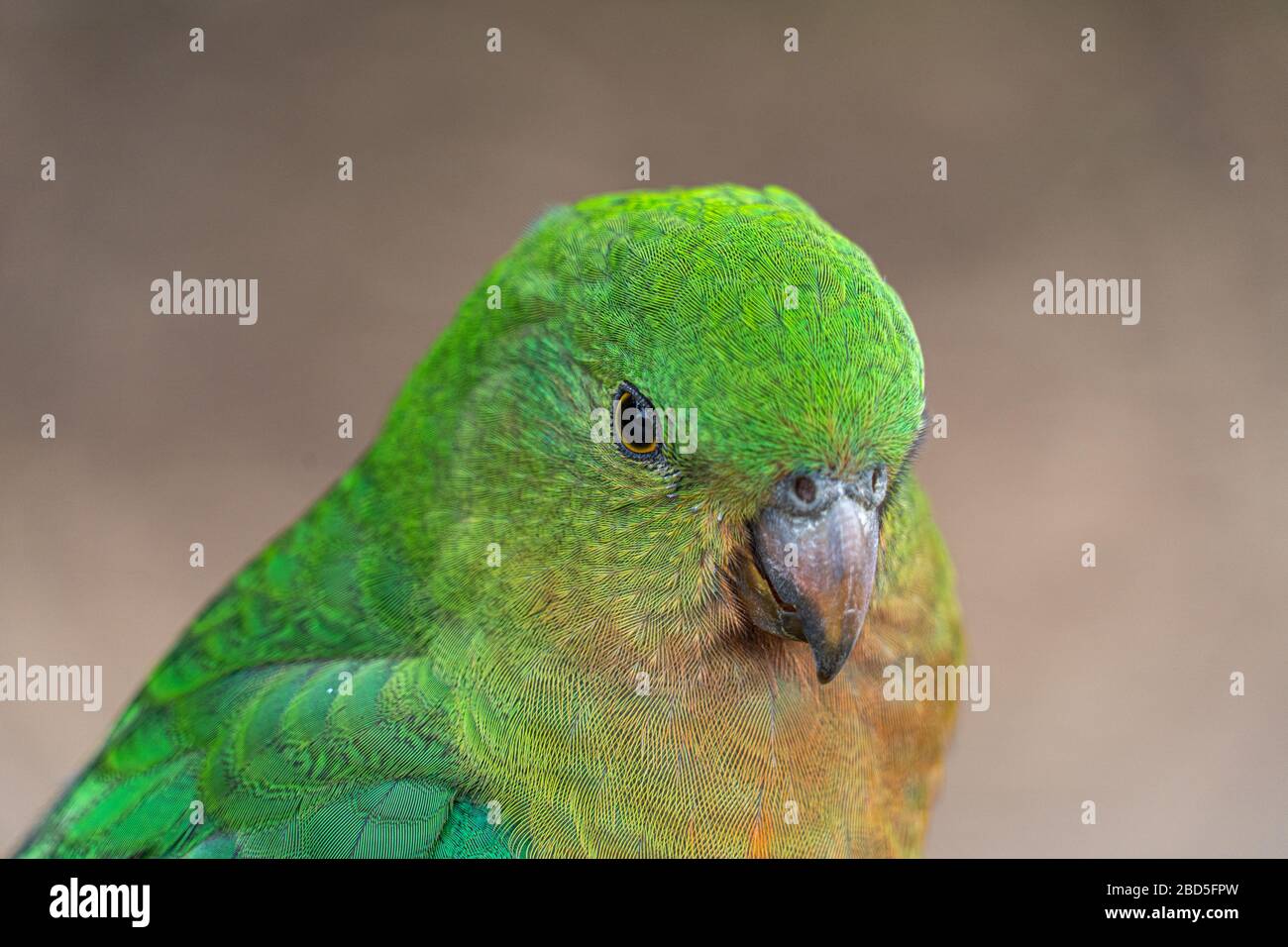 Close up macro shot of female king parrot head shot showing eye ...