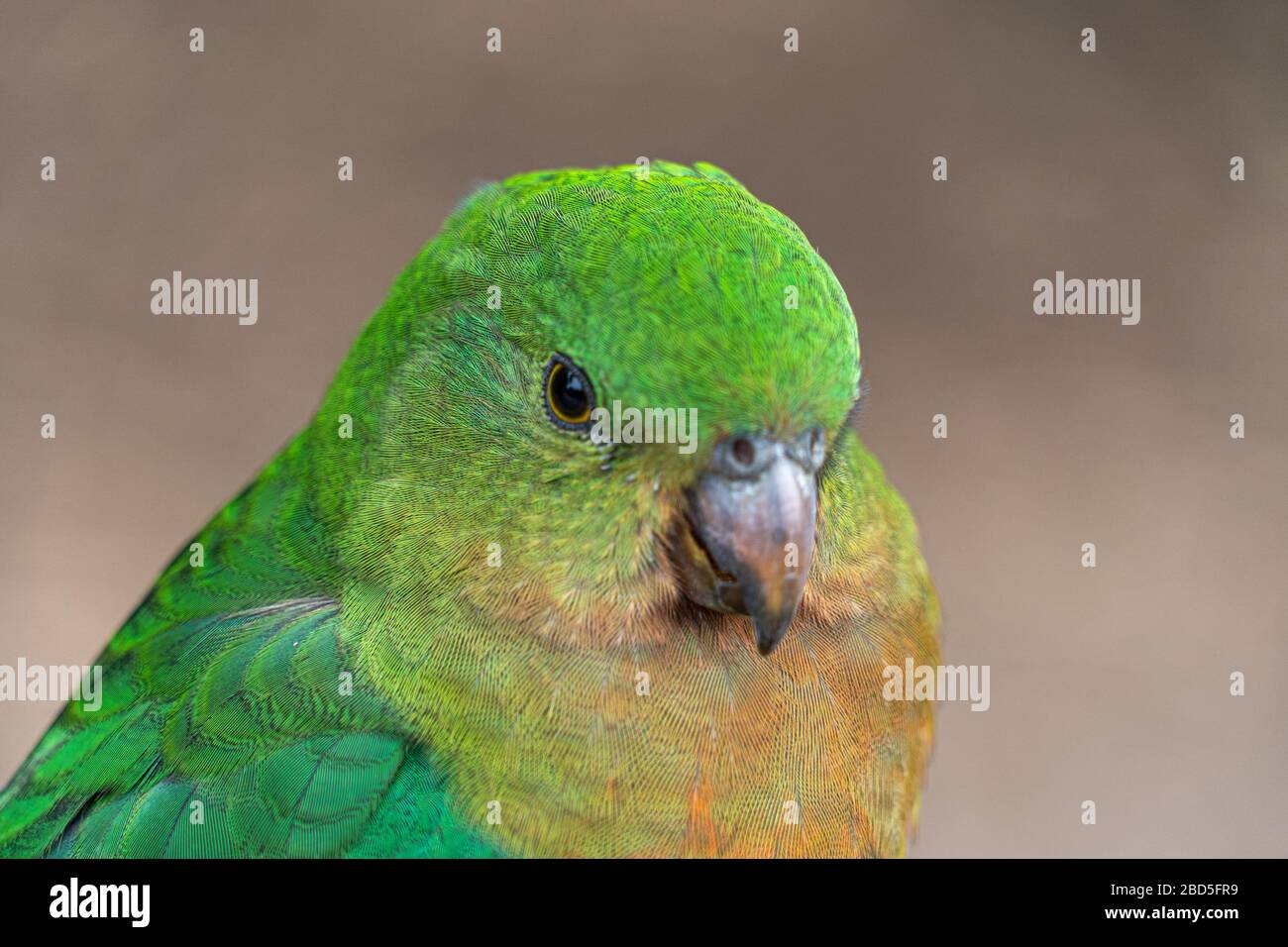 Close up macro shot of female king parrot head shot showing eye ...