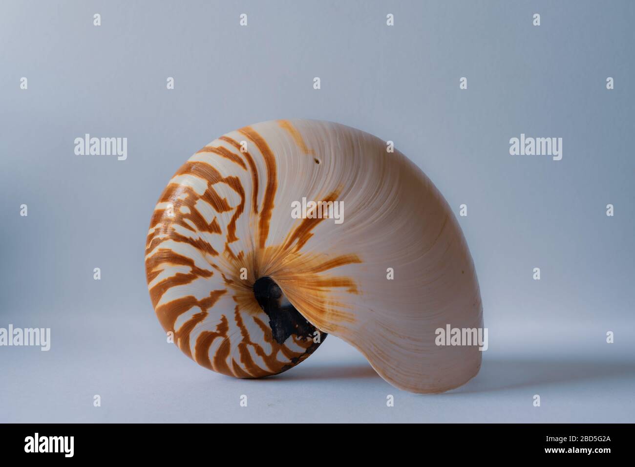 Nautilus Shell, Nautilaceae, chambered nautilus Stock Photo - Alamy