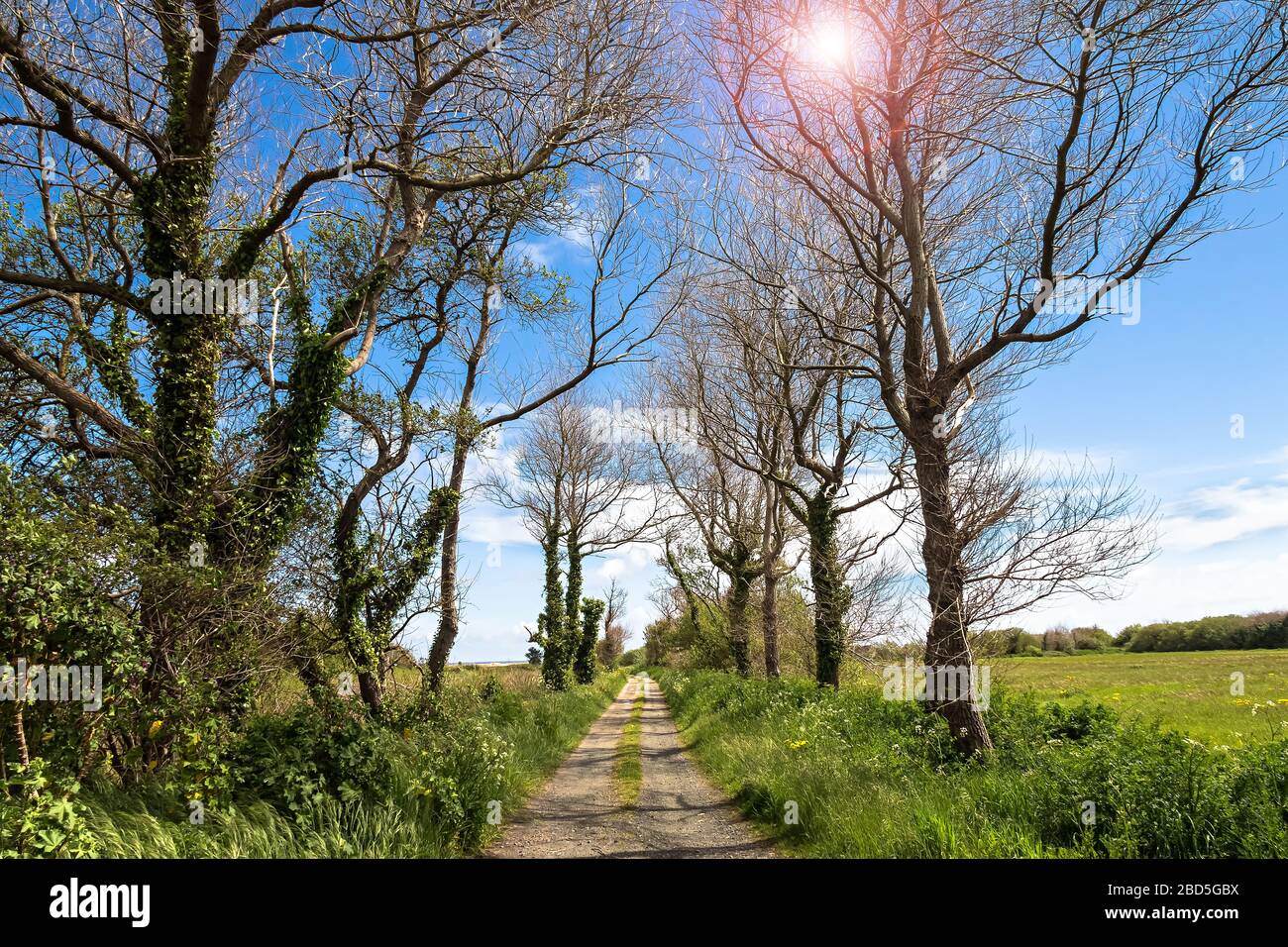 Tree Lined Gravel Road under Blue Sky Stock Photo - Alamy