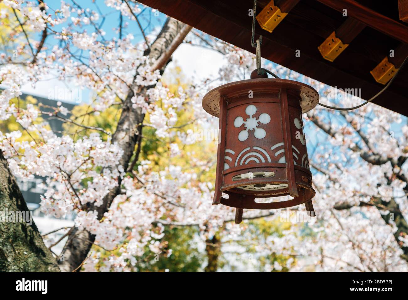 Cherry blossom japan lantern hi-res stock photography and images - Alamy