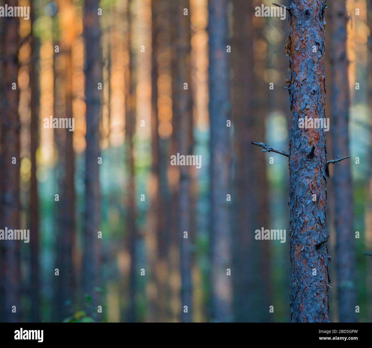 Pine tree trunk in the pine taiga forest ( pinus sylvestris ) , Finland ...