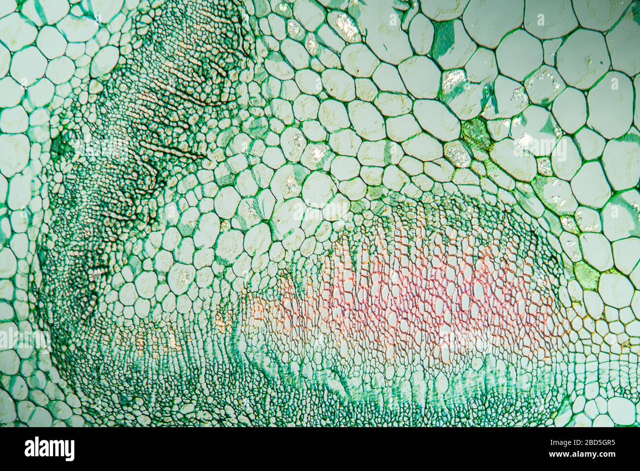 Dead nettle stem in cross section 100x Stock Photo - Alamy