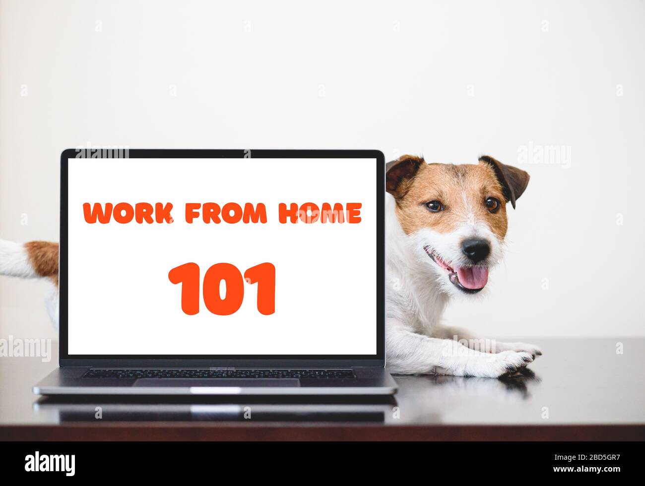How to work from home concept with cute dog and modern computer on desk ...