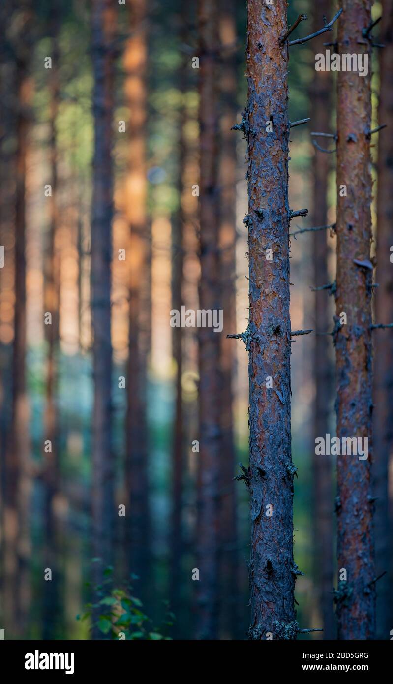 Pine tree trunk in the pine taiga forest ( pinus sylvestris ) , Finland ...