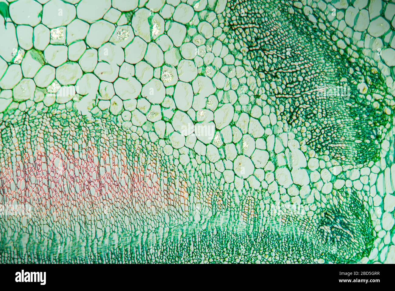 Dead nettle stem in cross section 100x Stock Photo - Alamy