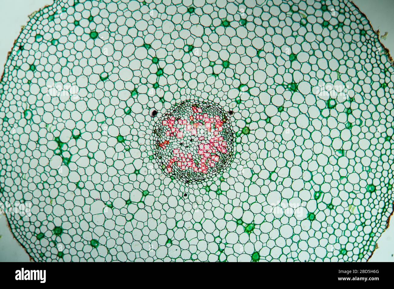 Cowslip stem in cross section 100x Stock Photo - Alamy