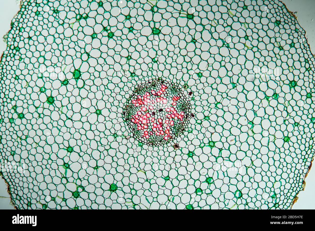 Cowslip stem in cross section 100x Stock Photo - Alamy