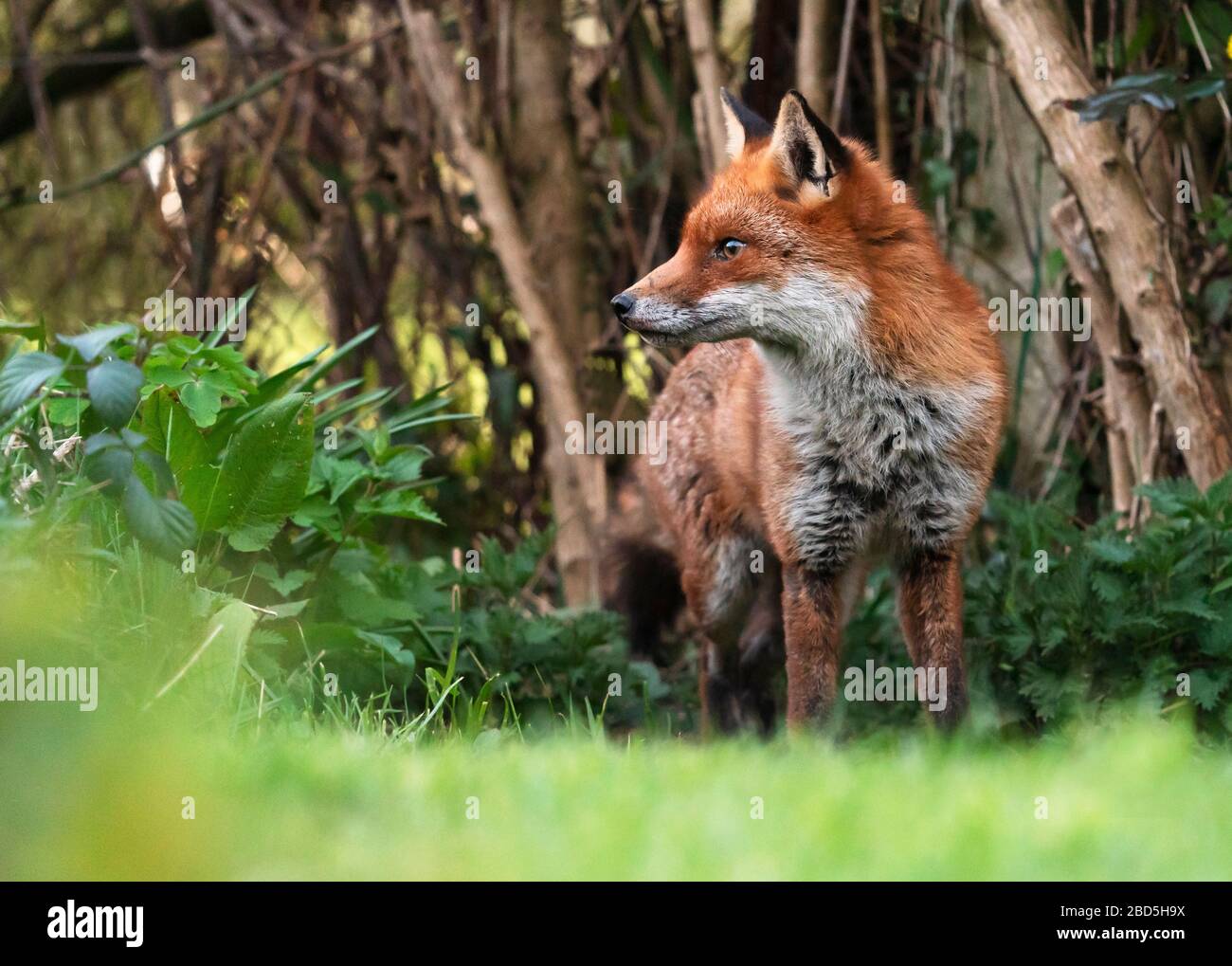 Adult red fox hi-res stock photography and images - Alamy