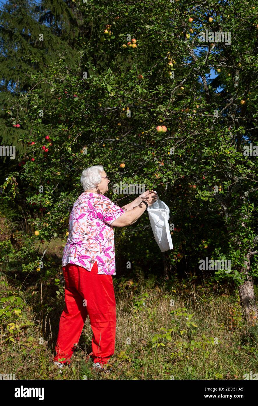 Senior picking fruits from tree hi-res stock photography and images - Alamy