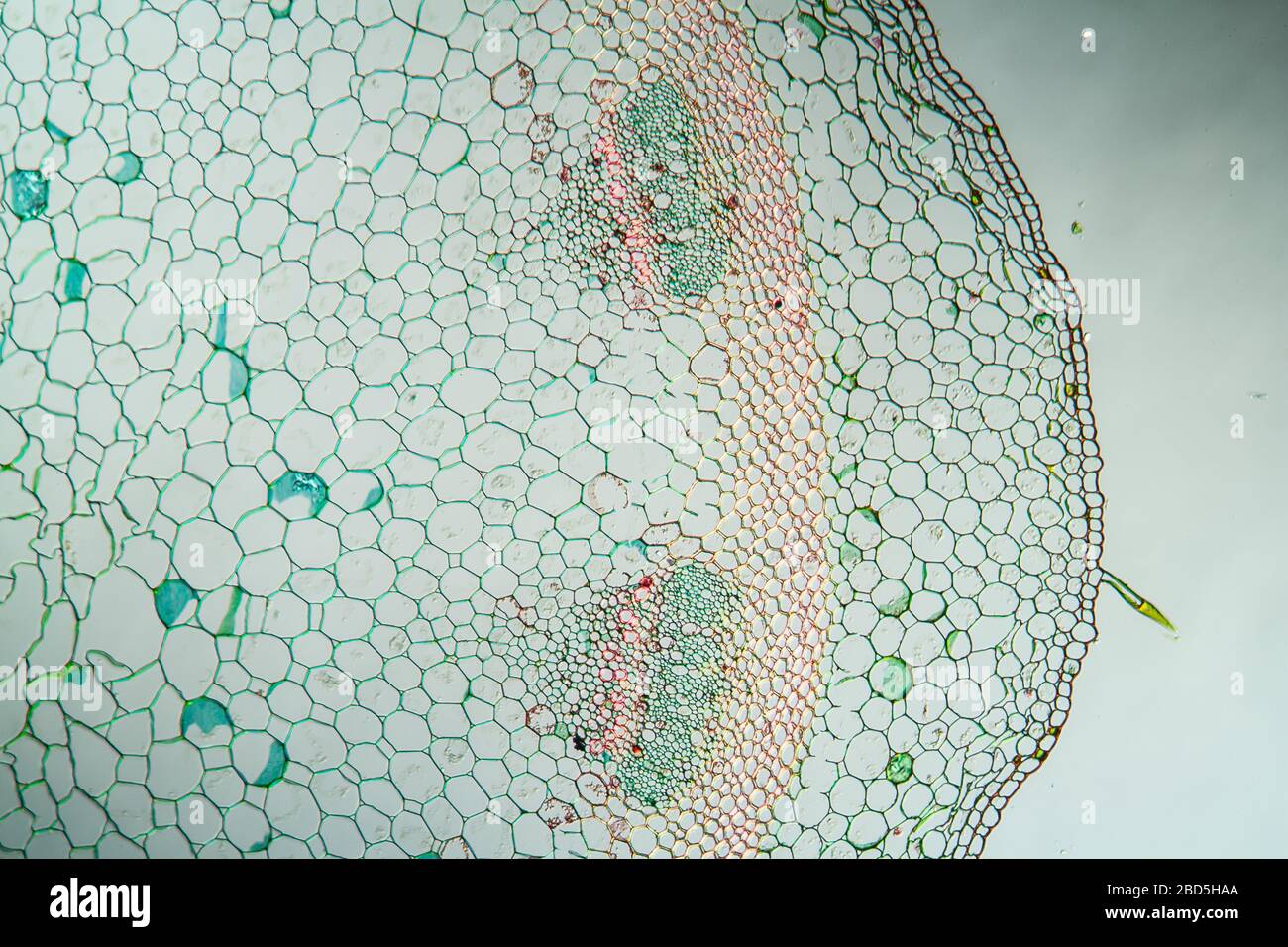 Cowslip stem in cross section 100x Stock Photo - Alamy