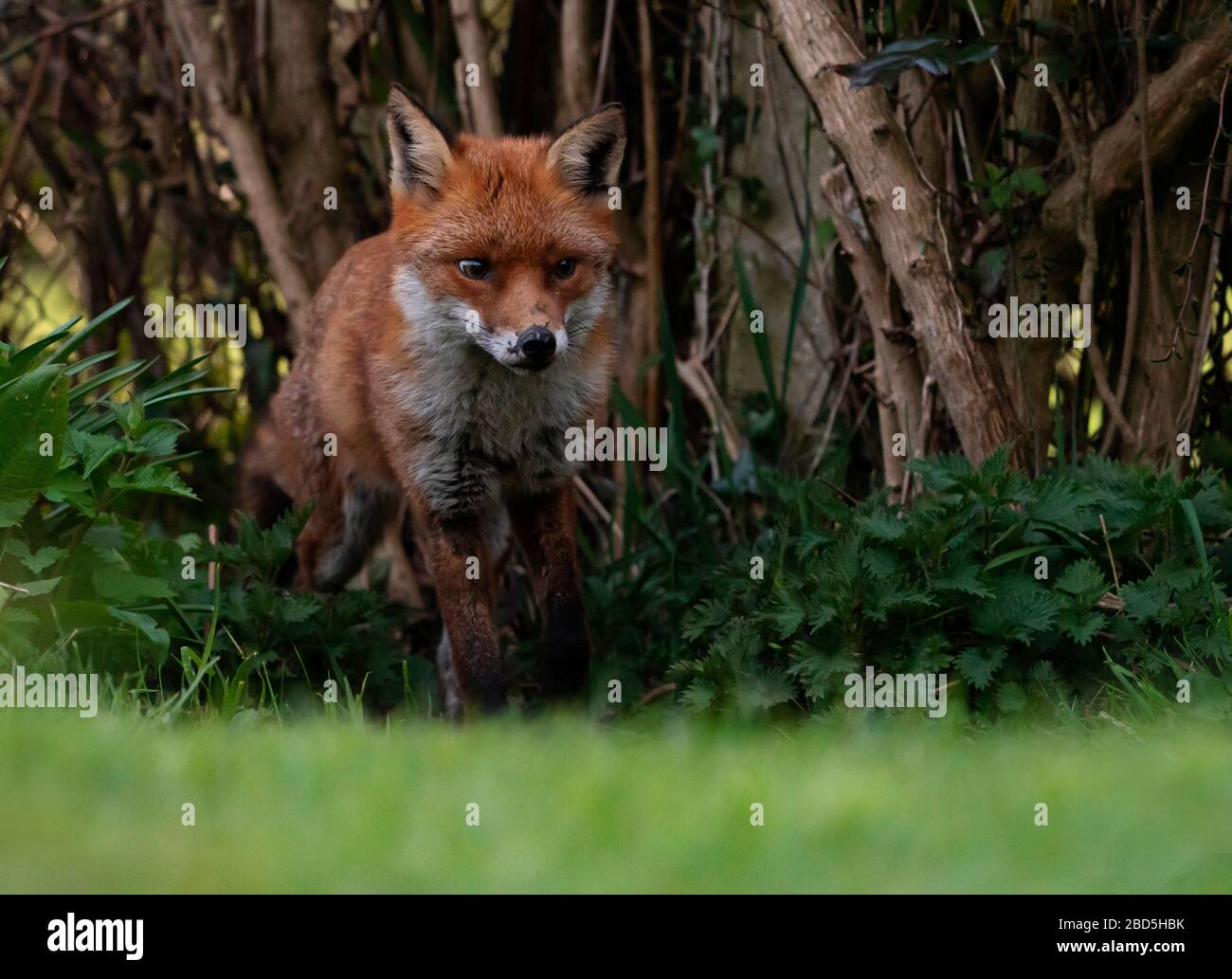Adult red fox hi-res stock photography and images - Alamy