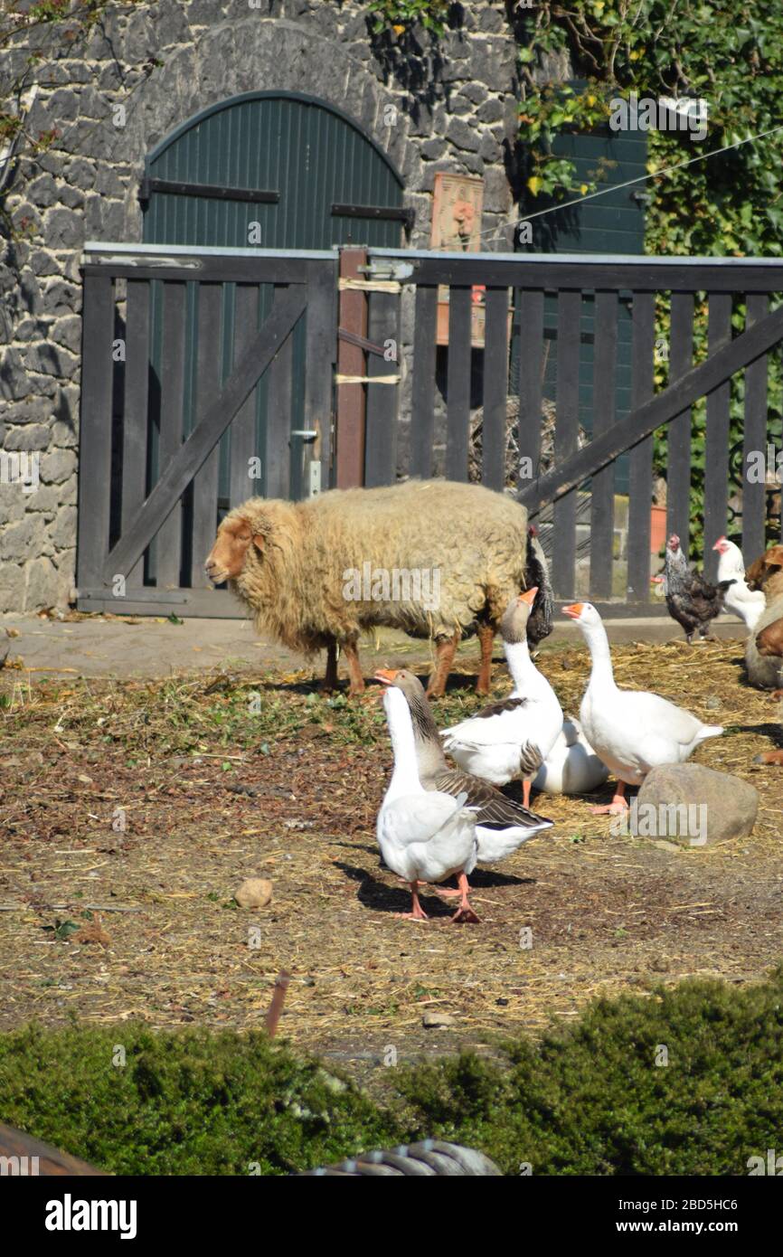 little farm with sheep and goose Stock Photo - Alamy