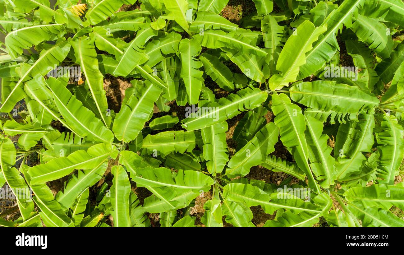 Aerial view lush banana hi-res stock photography and images - Alamy