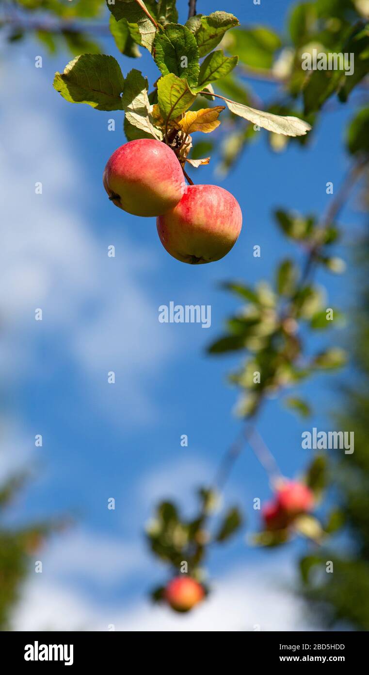Two apples growing on branch hi-res stock photography and images - Alamy