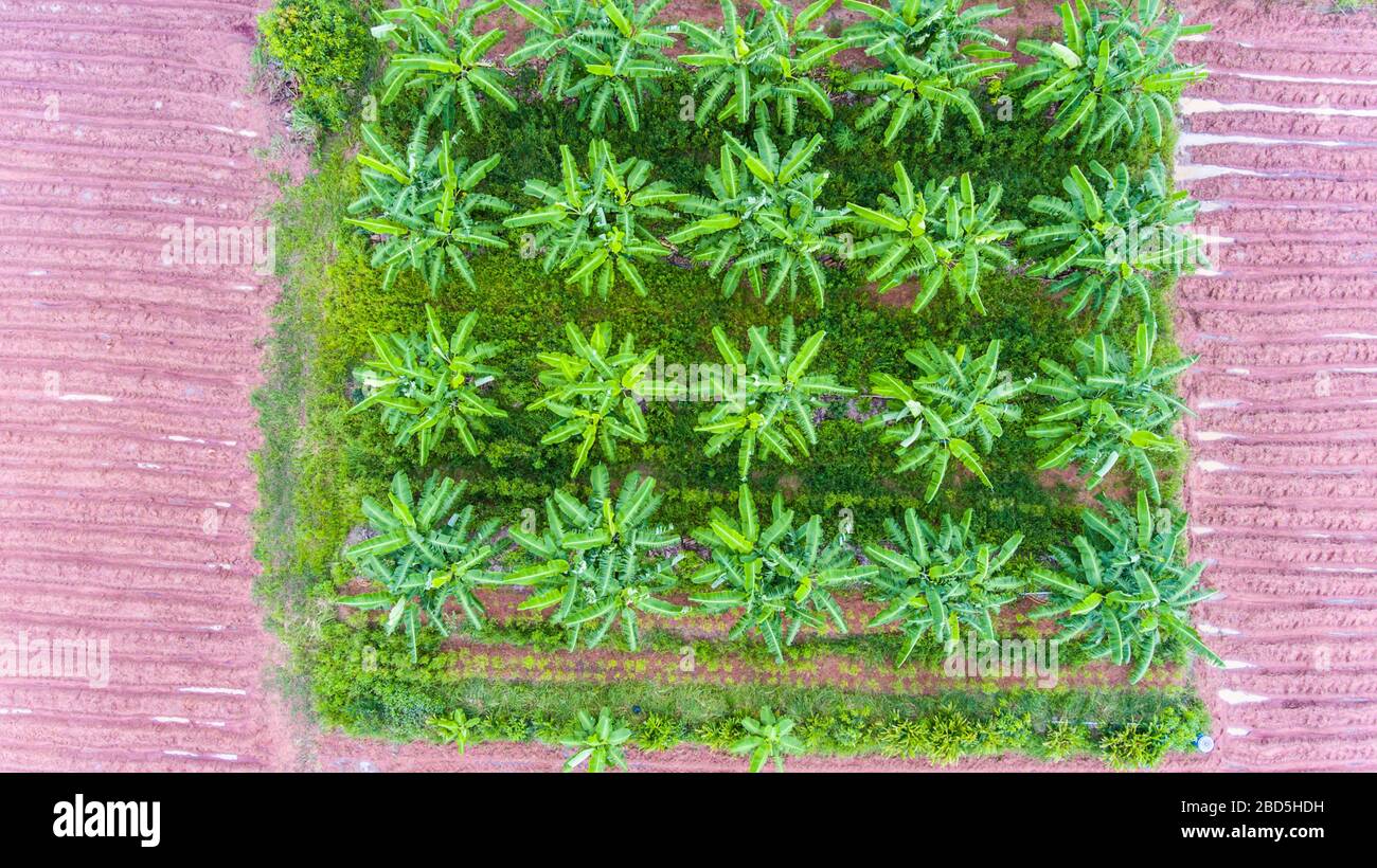 Aerial view lush banana hi-res stock photography and images - Alamy