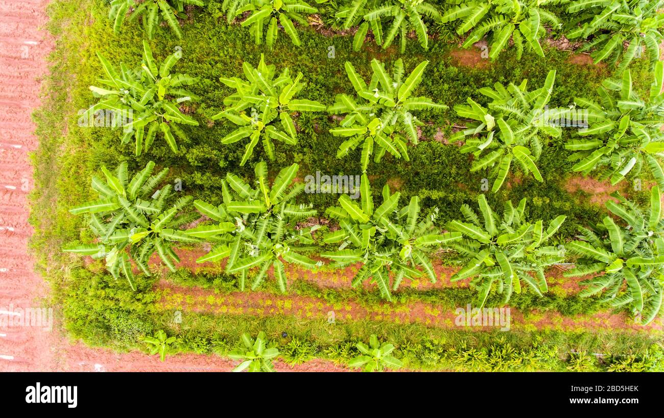 Aerial view lush banana hi-res stock photography and images - Alamy