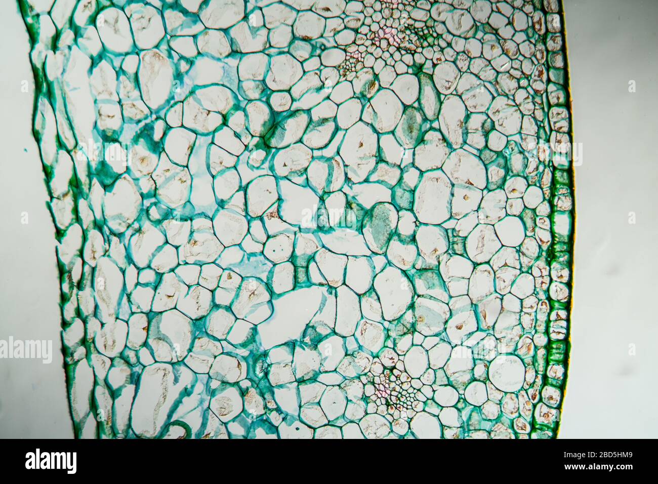 Amaryllis seed capsule in cross section 100x Stock Photo - Alamy