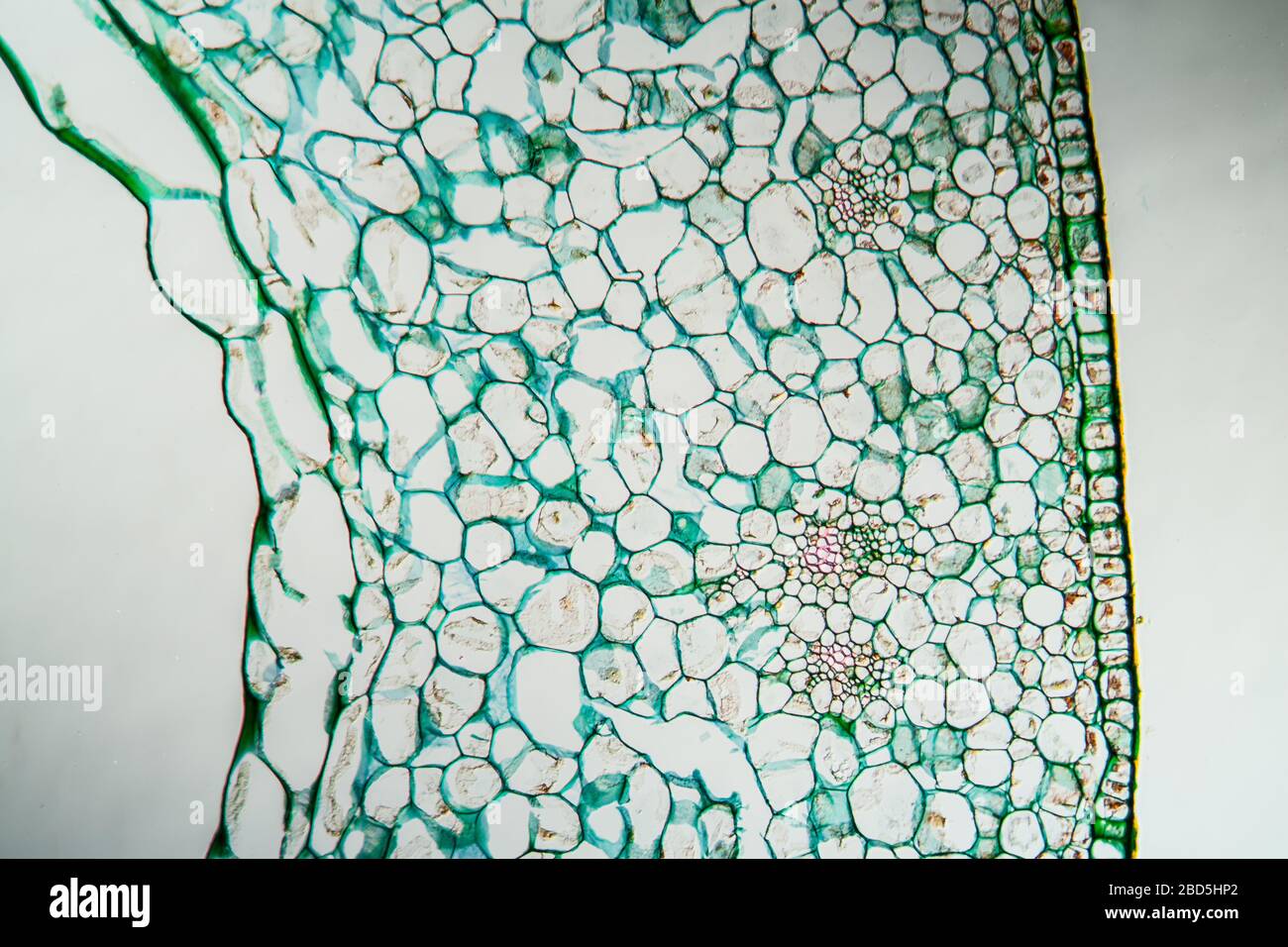 Amaryllis seed capsule in cross section 100x Stock Photo - Alamy
