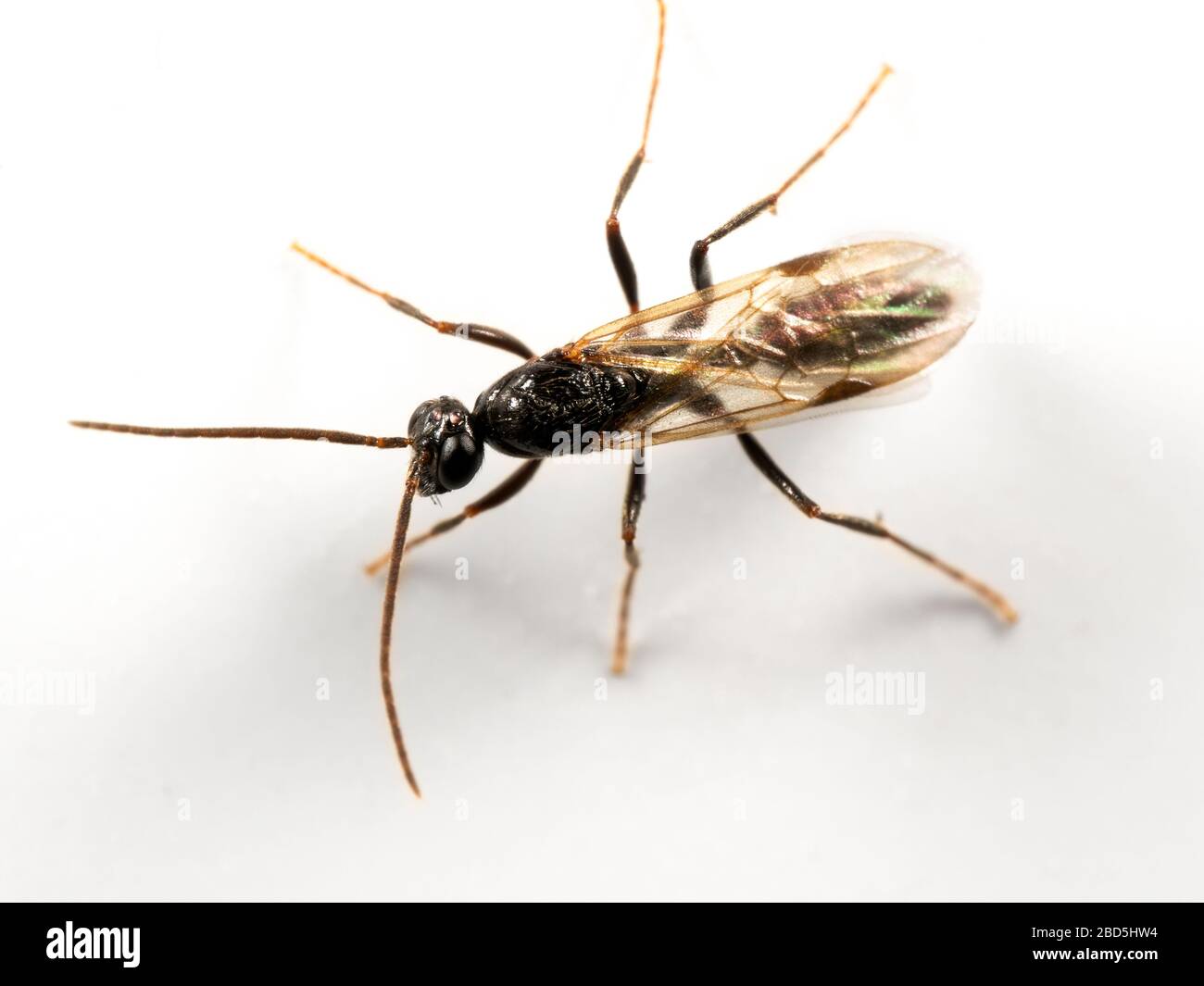 Macro Photography of Black Flying Ant Isolated on White Background ...