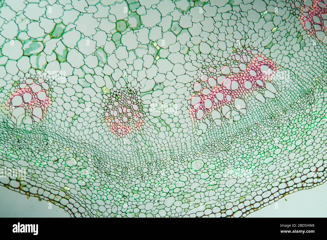 Nettle stem in cross section 100x Stock Photo - Alamy