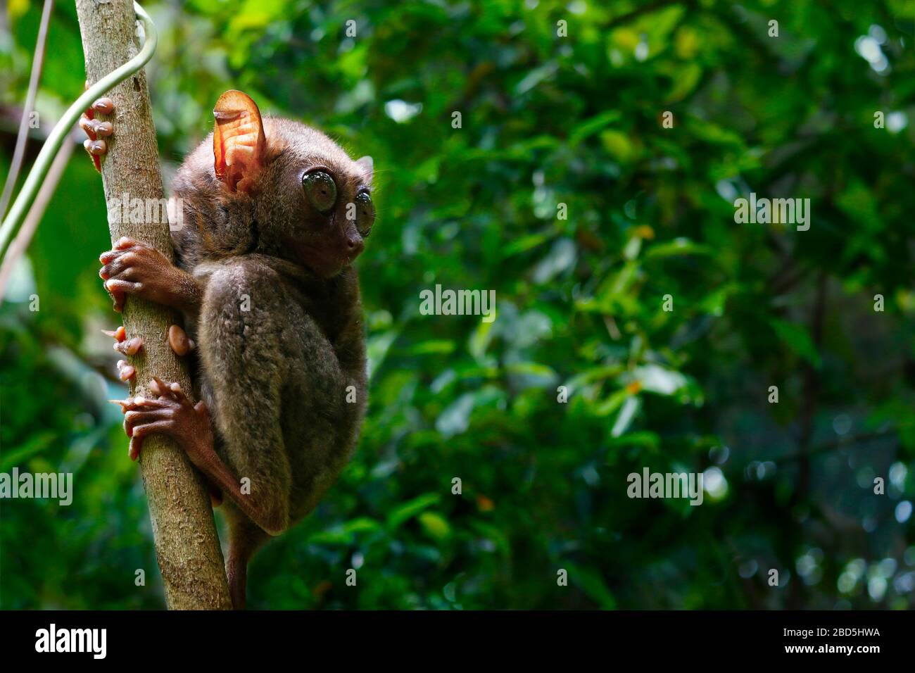 Philippines bohol island tarsier monkey hi-res stock photography and ...