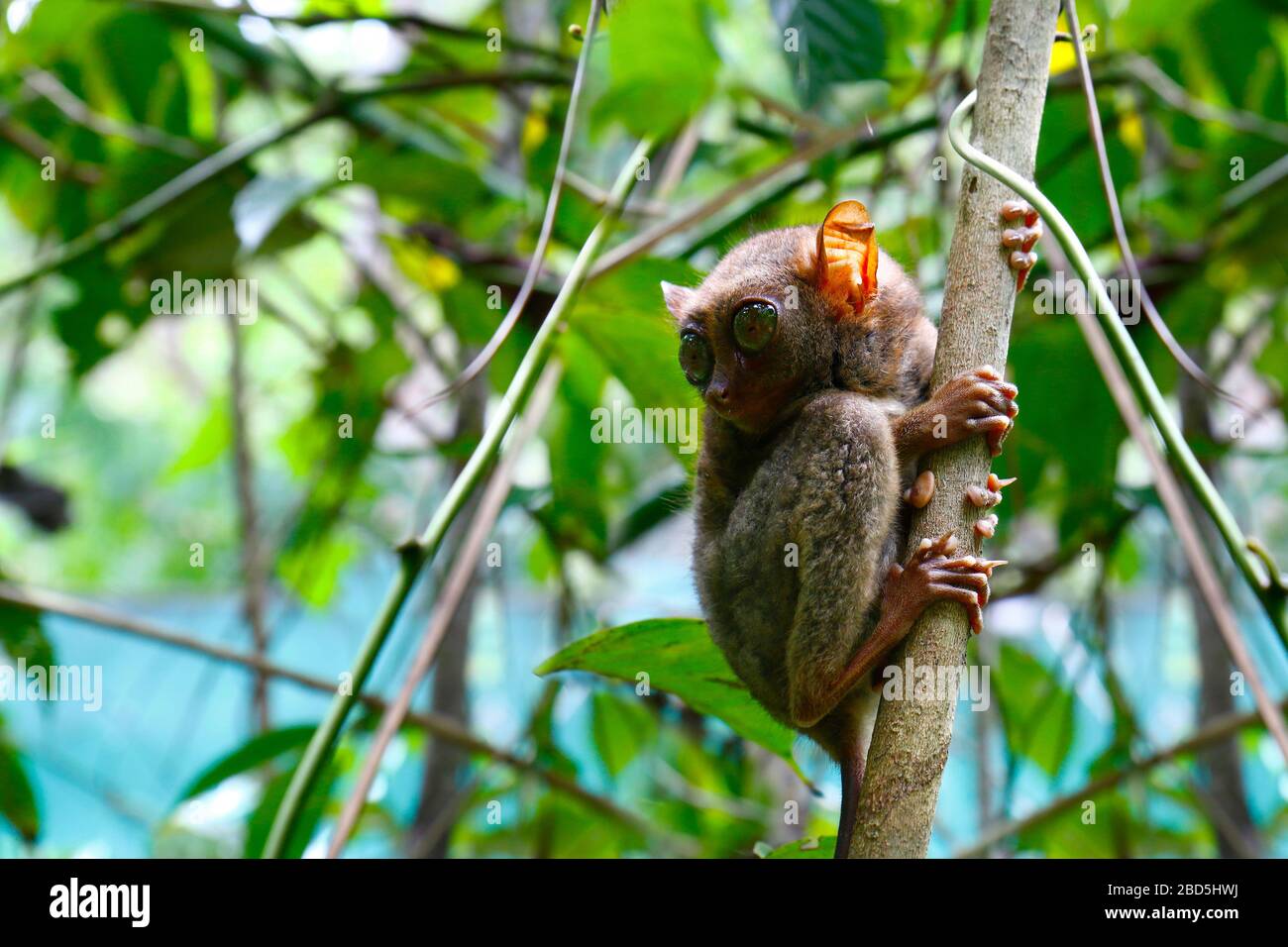 tarsier monkey in the rainforest of bohol in Philippines Stock Photo ...