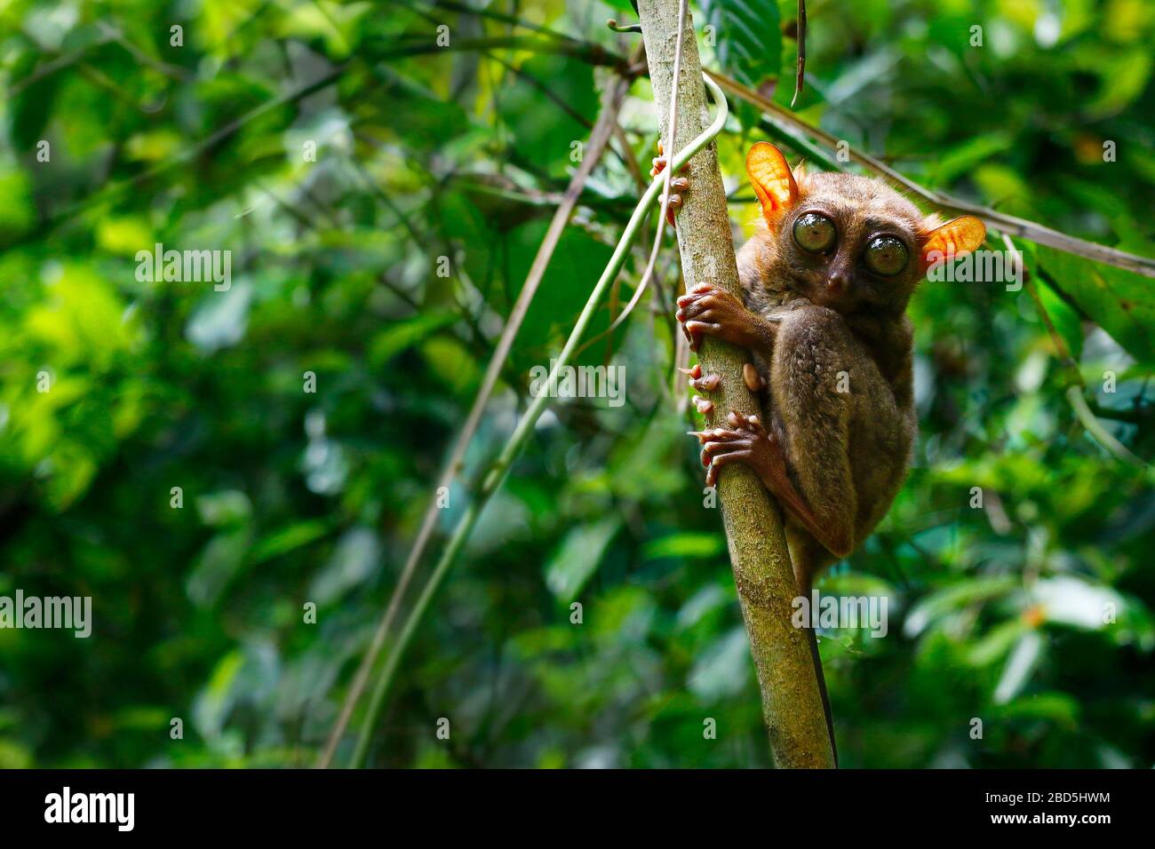 tarsier monkey in the rainforest of bohol in Philippines Stock Photo ...