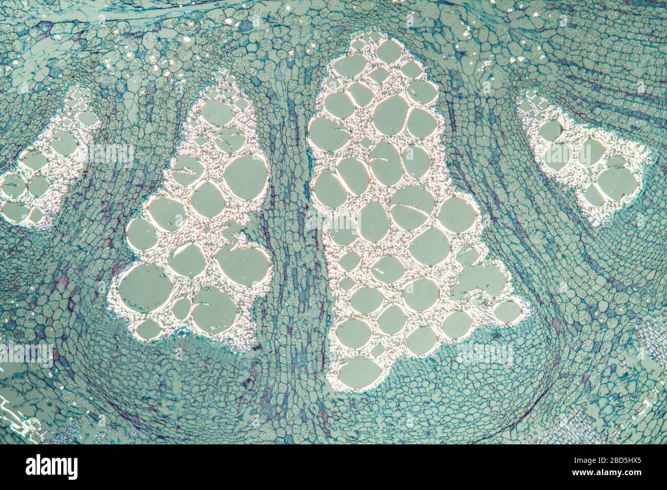 Whistle flower stem in cross section 100x Stock Photo - Alamy