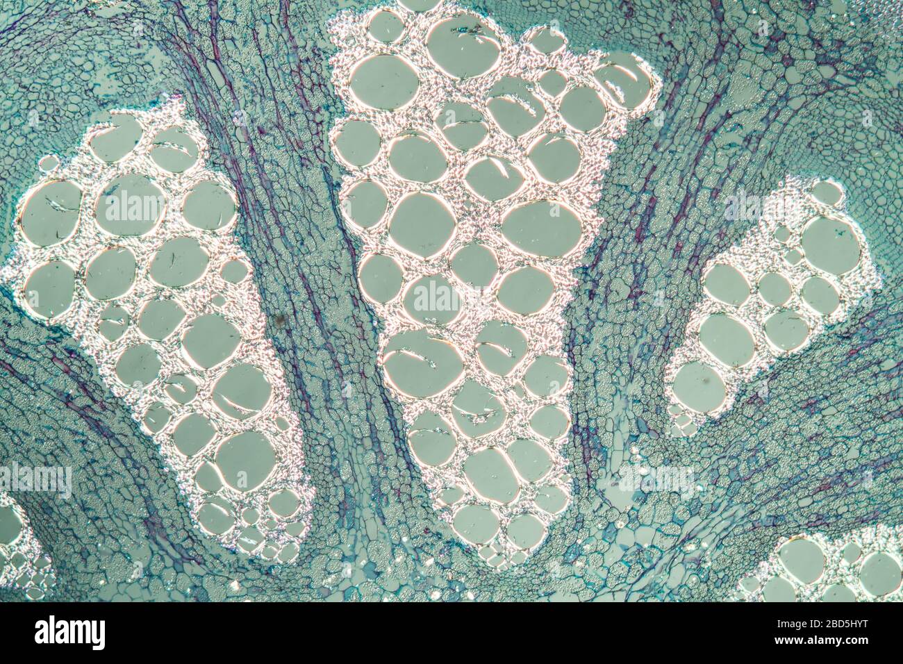 Whistle flower stem in cross section 100x Stock Photo - Alamy