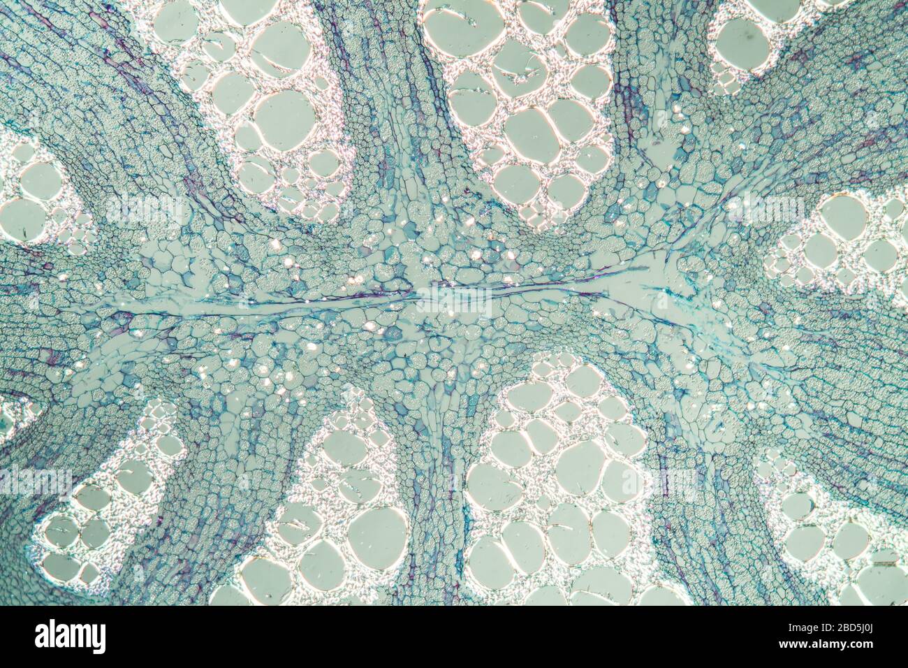 Whistle flower stem in cross section 100x Stock Photo - Alamy