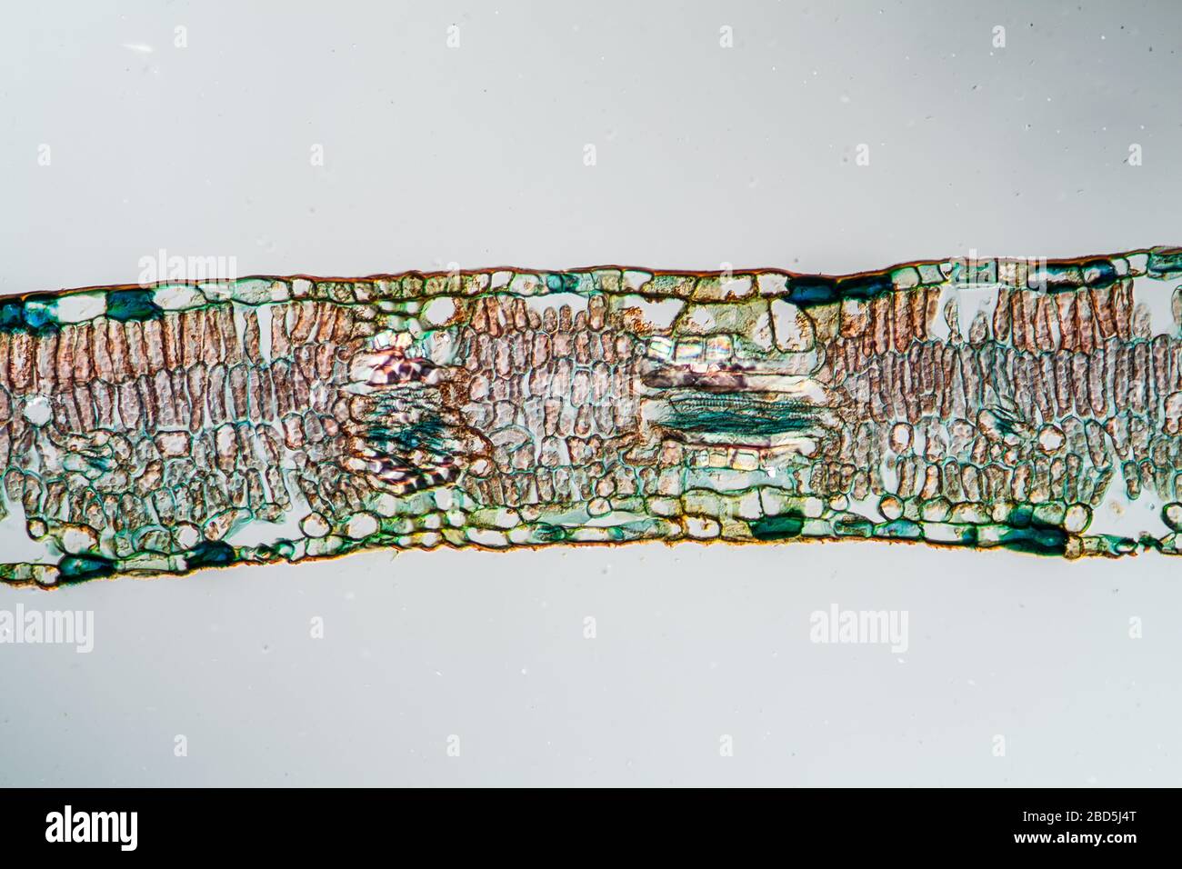 Weeping willow leaf in cross section 100x hi-res stock photography and ...