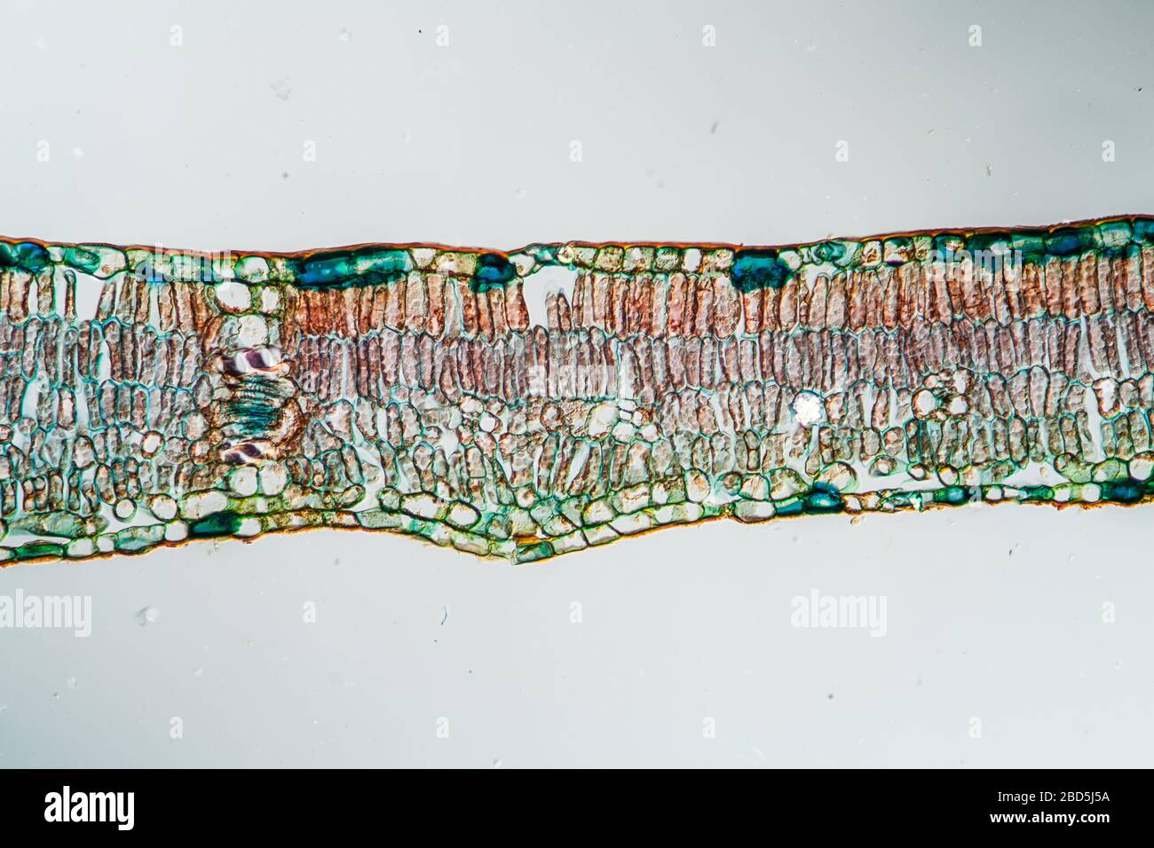 Weeping willow leaf in cross section 100x Stock Photo - Alamy