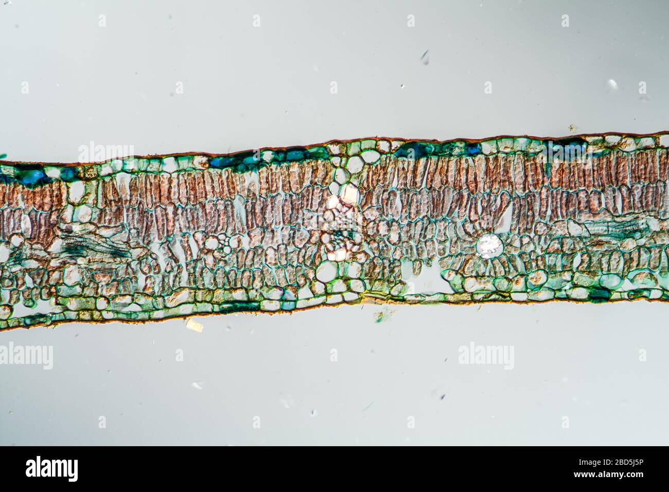 Weeping willow leaf in cross section 100x Stock Photo - Alamy