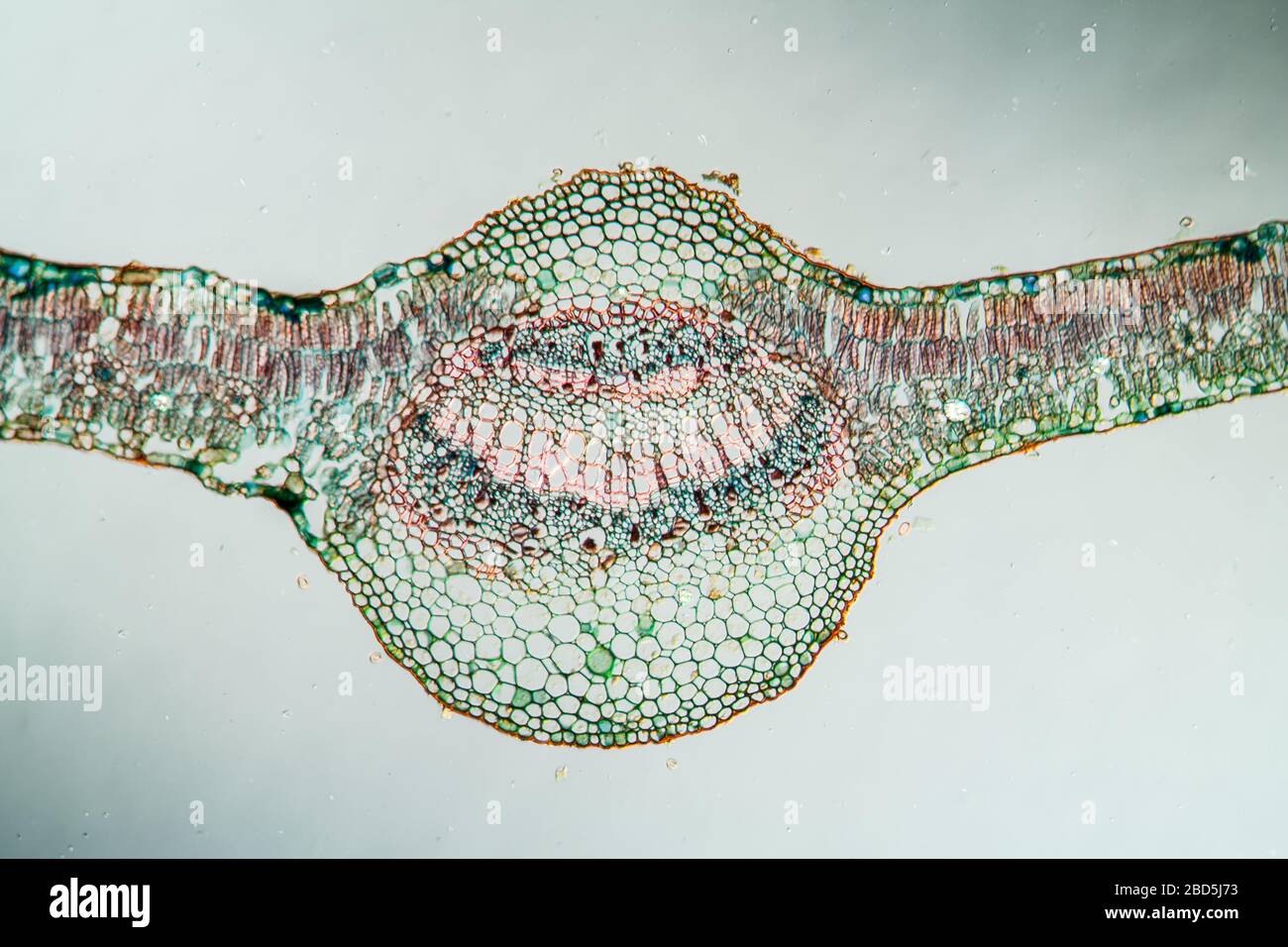 Weeping willow leaf in cross section 100x hi-res stock photography and ...