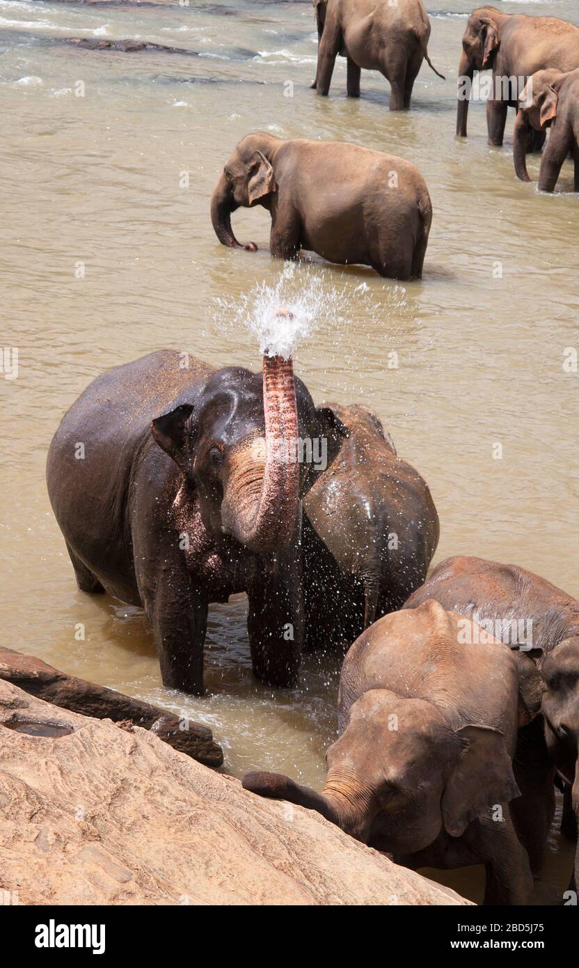 Elephant water trunk squirt hi-res stock photography and images - Alamy