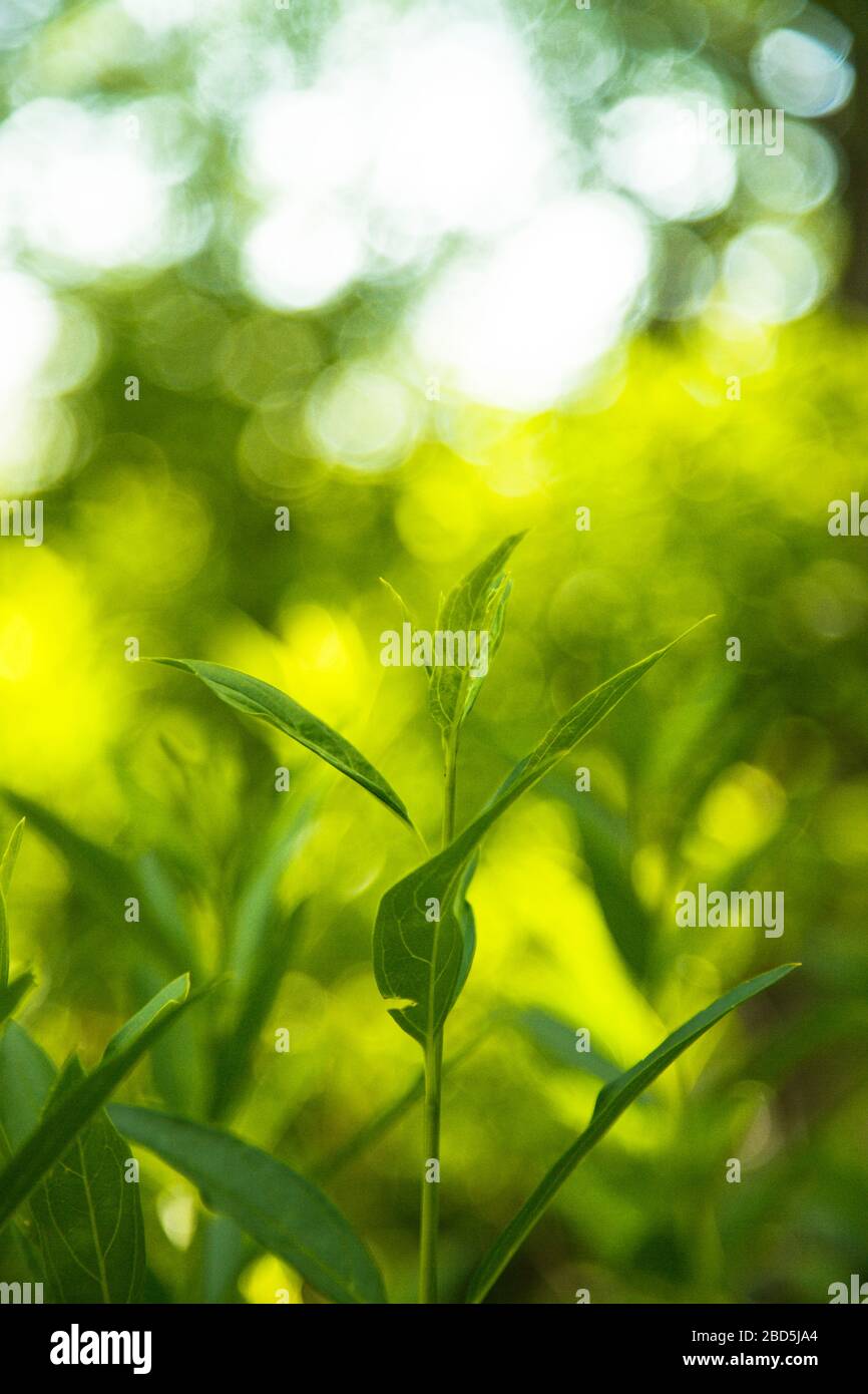 Growing tea leaves hi-res stock photography and images - Alamy