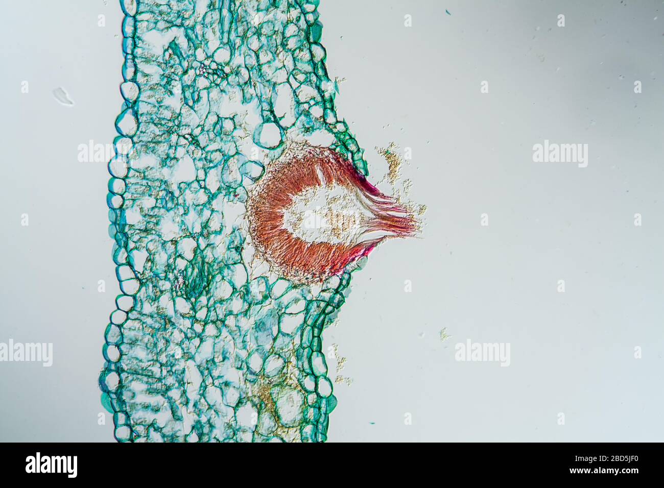 Pea rust Parasitic mushroom under the microscope 100x Stock Photo - Alamy