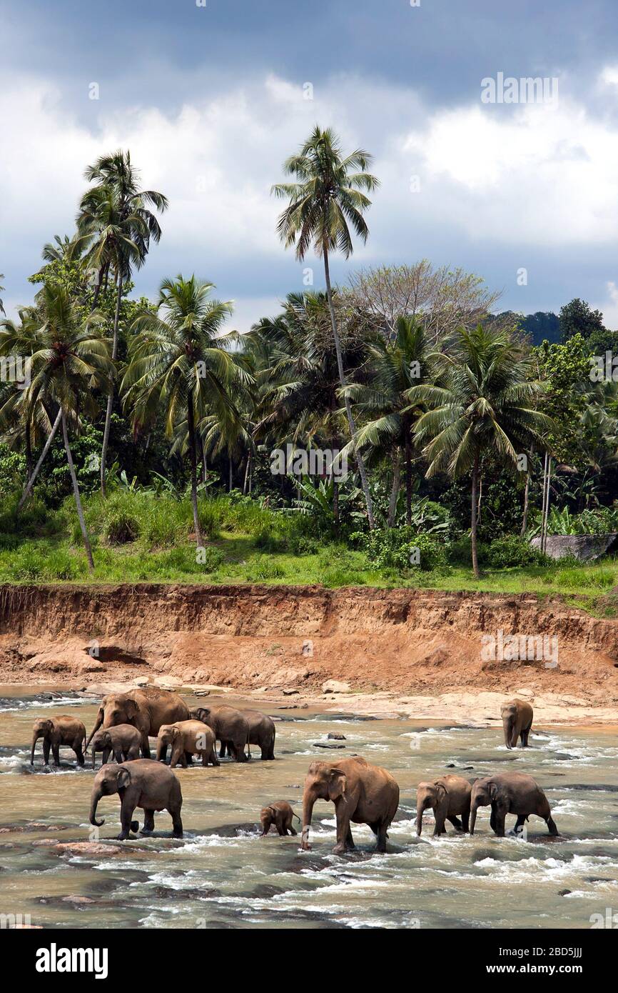 Elephants maha oya river hi-res stock photography and images - Alamy