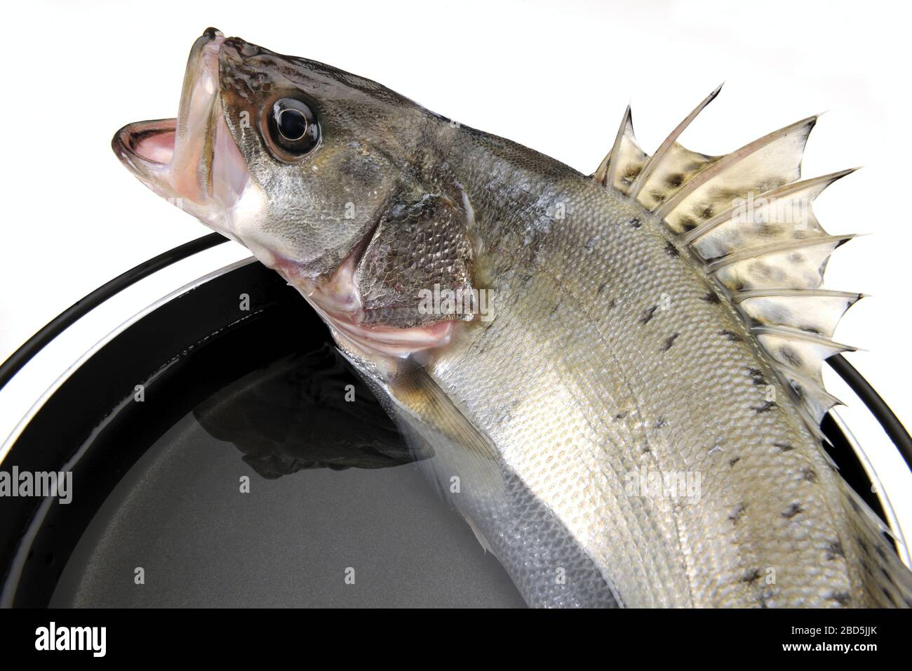 Japanese seaperch Taiwan Stock Photo - Alamy