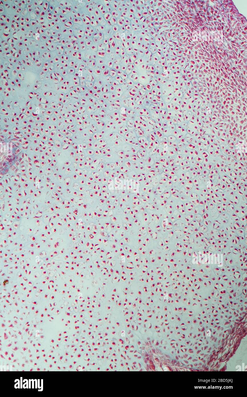 Embryonic cartilage under the microscope 200x Stock Photo - Alamy