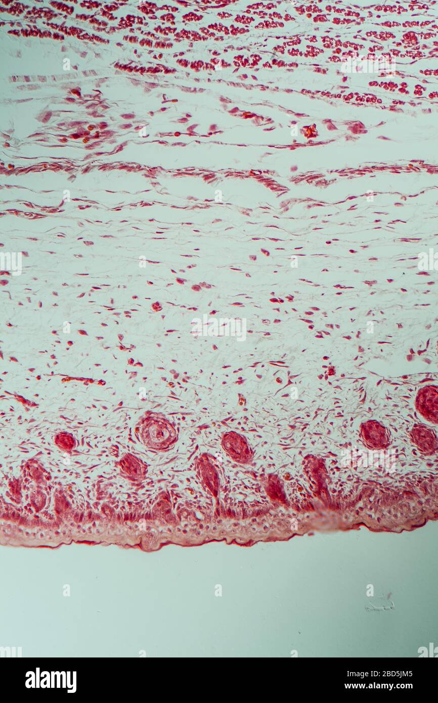 Cartilage under microscope hi-res stock photography and images - Alamy