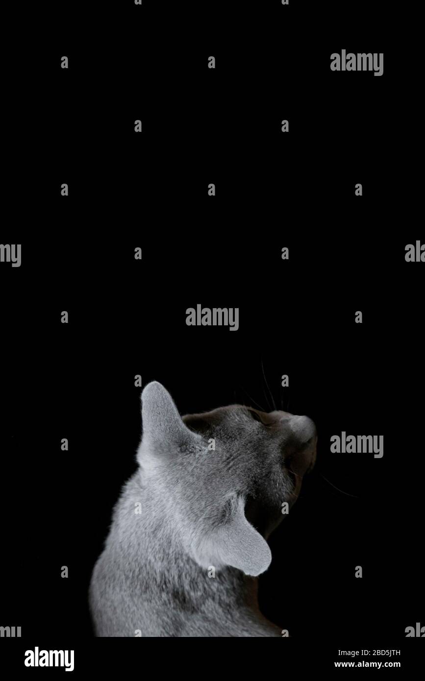 Russian Blue cat head from above against a black background Stock Photo ...