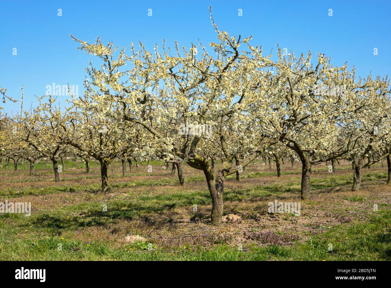 Ecological orchard hi-res stock photography and images - Alamy