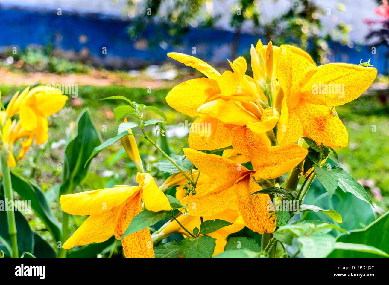Mellow Yellow color Calla lily Arum-lily, herbaceous perennial Daisy ...